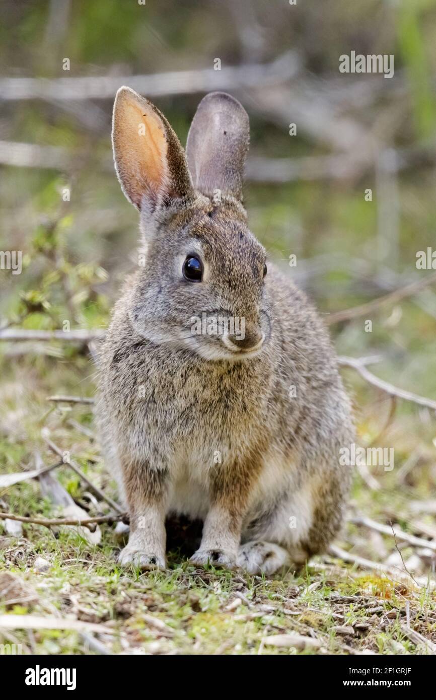 Shrubby habitat hi-res stock photography and images - Alamy