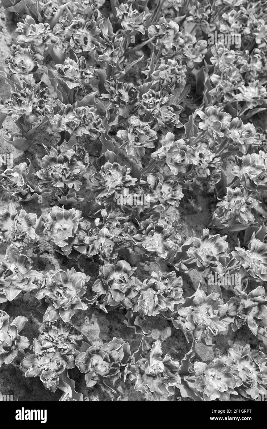 Cut flowers in landscape Black and White Stock Photos & Images - Alamy
