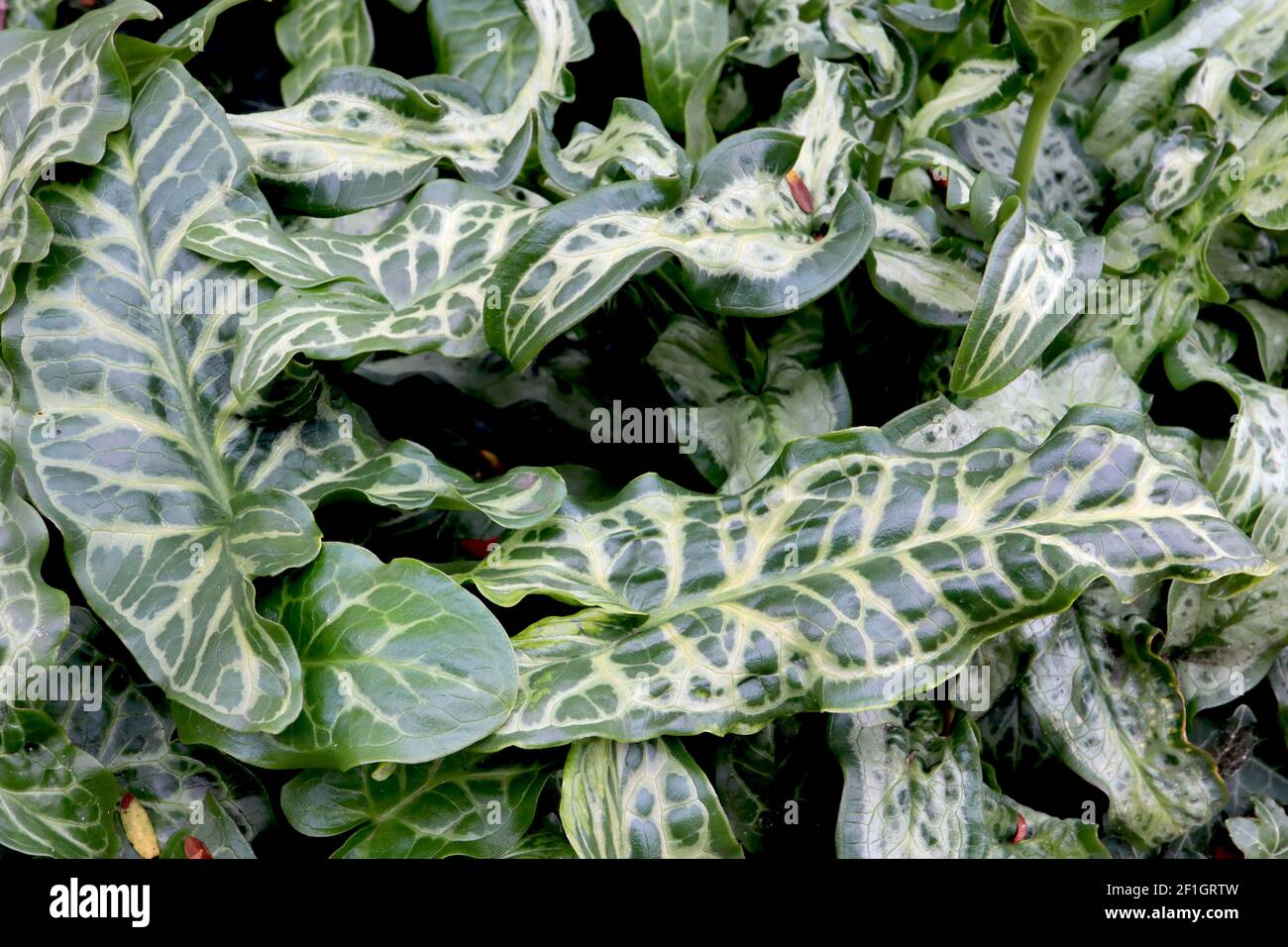 Arrow shaped leaves hi-res stock photography and images - Alamy