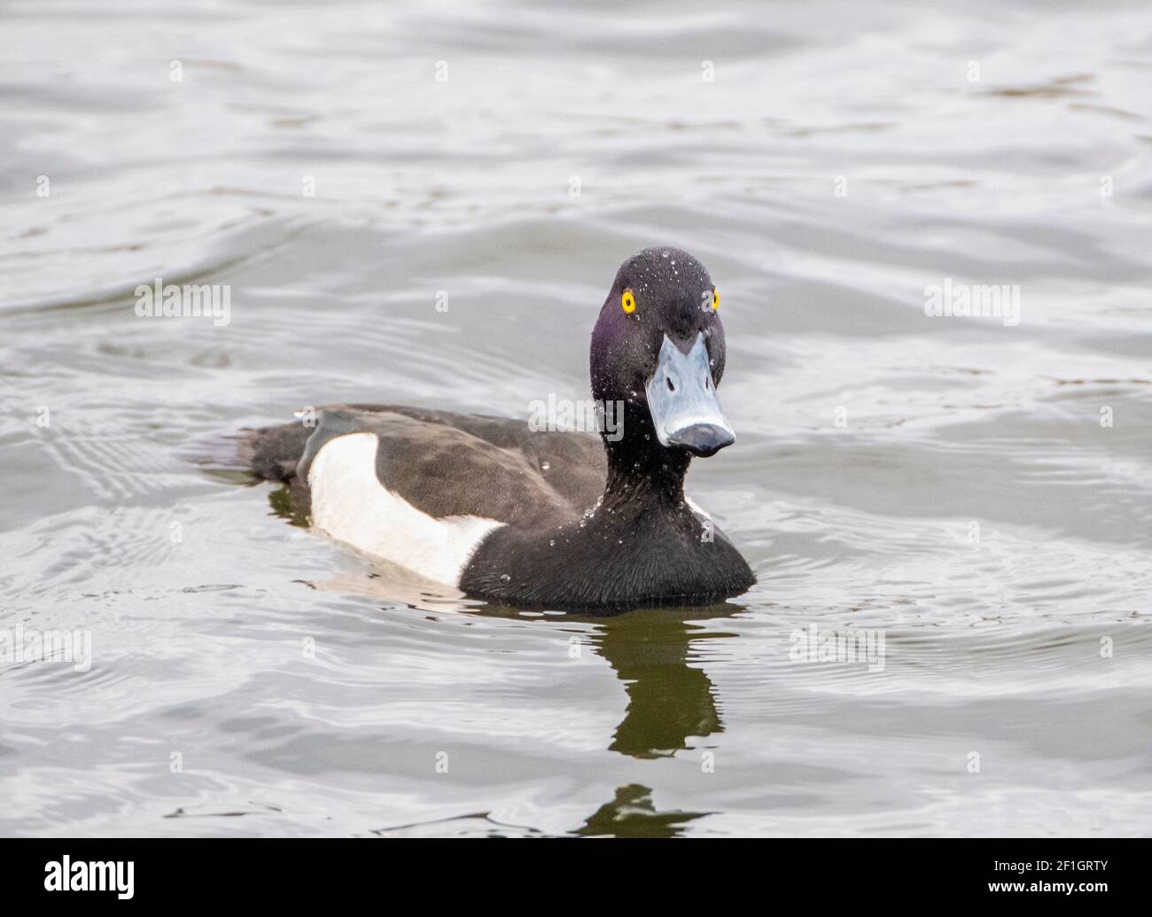 Female tufted duck hi-res stock photography and images - Alamy