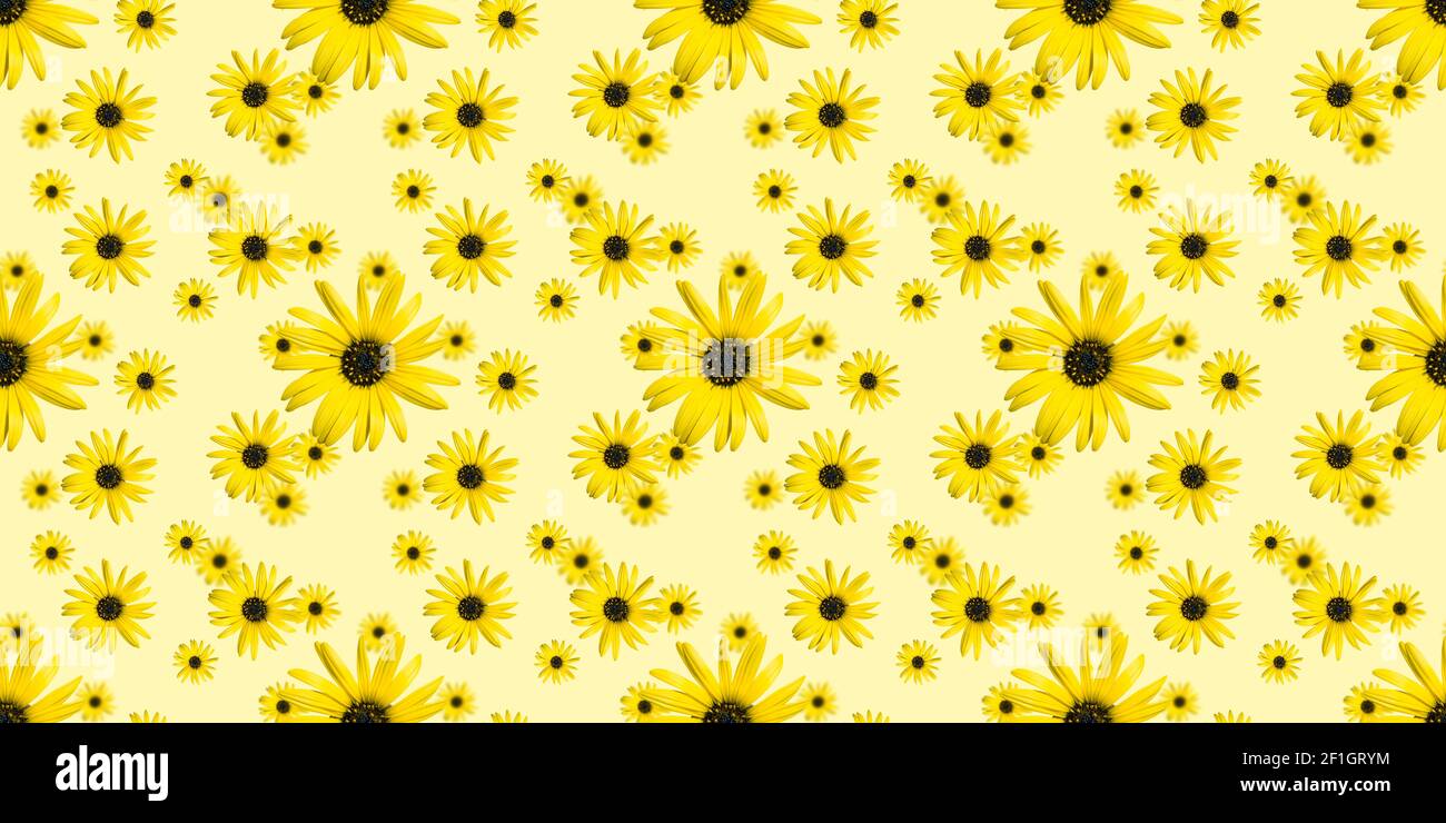 Daisy pattern hi-res stock photography and images - Alamy