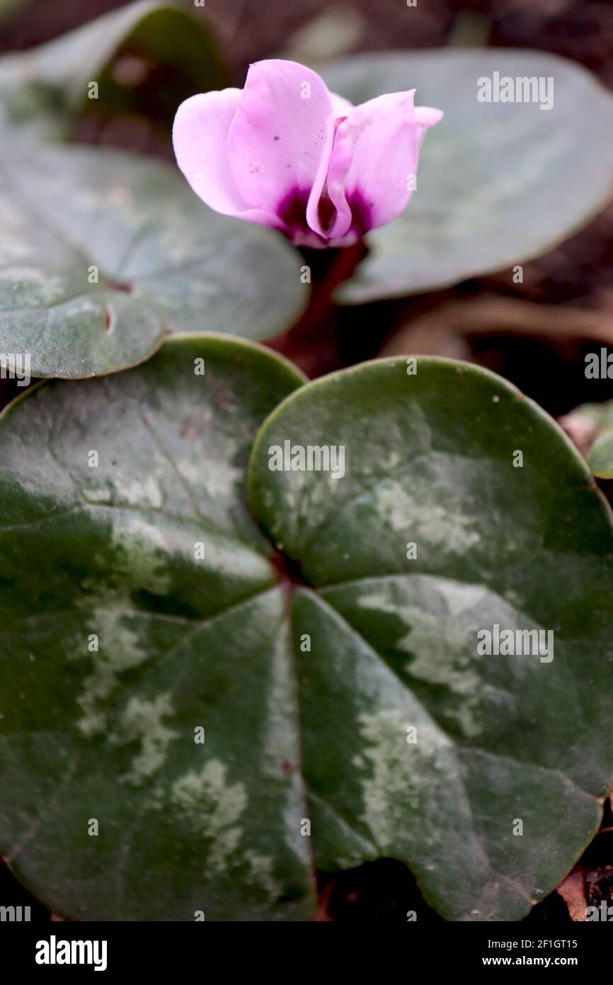 Kidney shaped leaves hi-res stock photography and images - Alamy