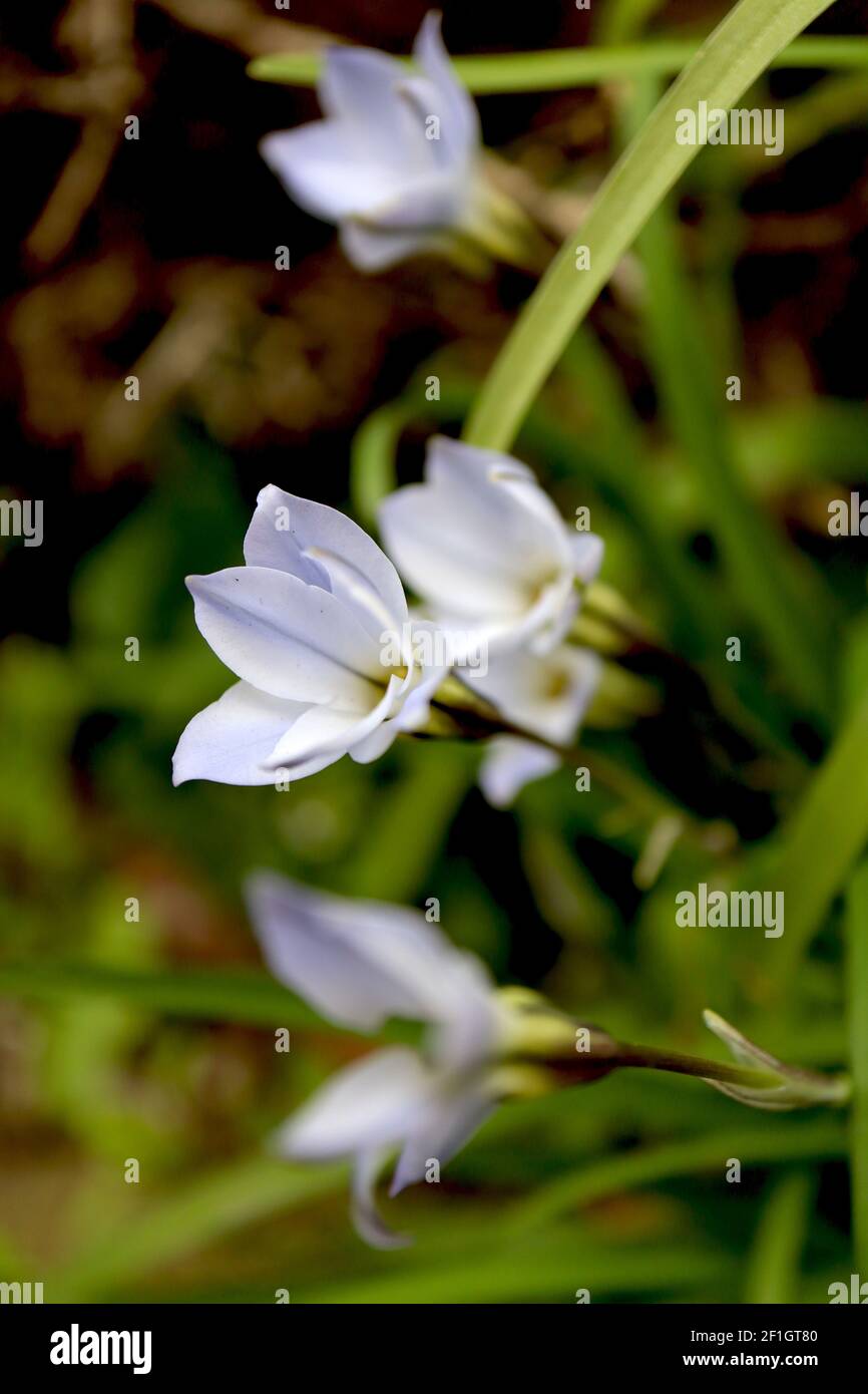 Tristagma / Ipheion uniflorum ‘Album’ white spring starflower – white ...