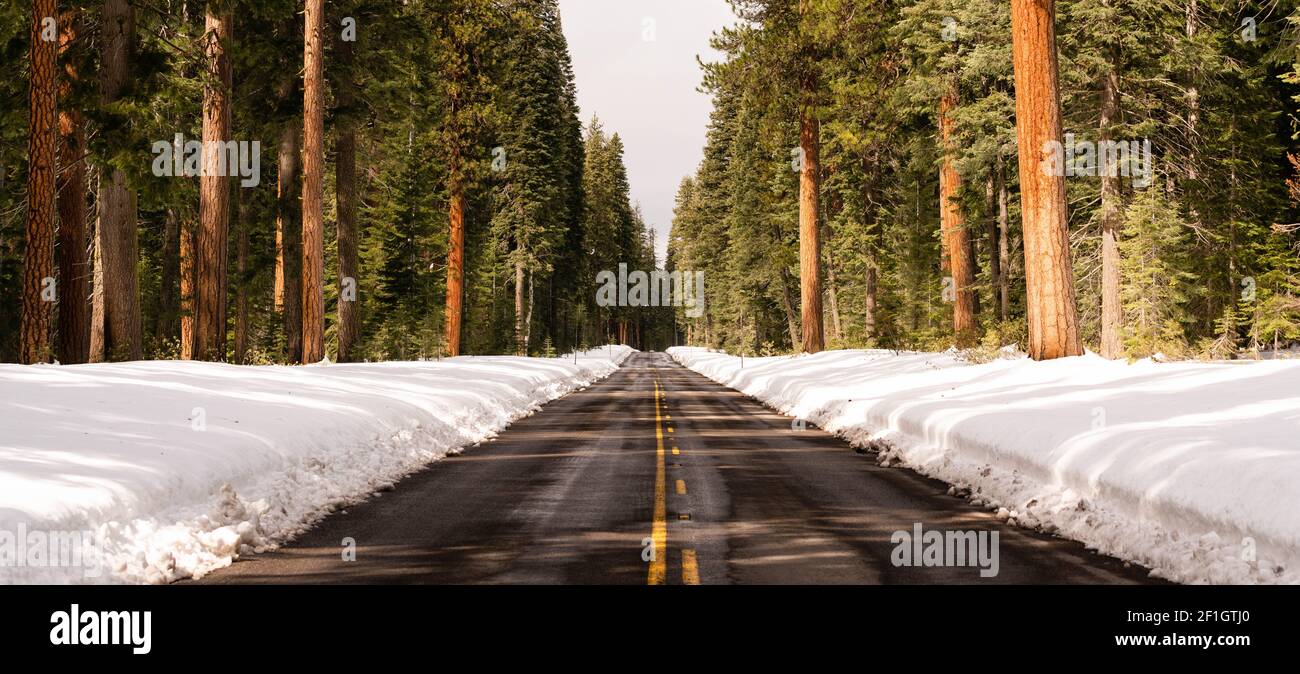 Wet pavement snow winter trees hi-res stock photography and images - Alamy