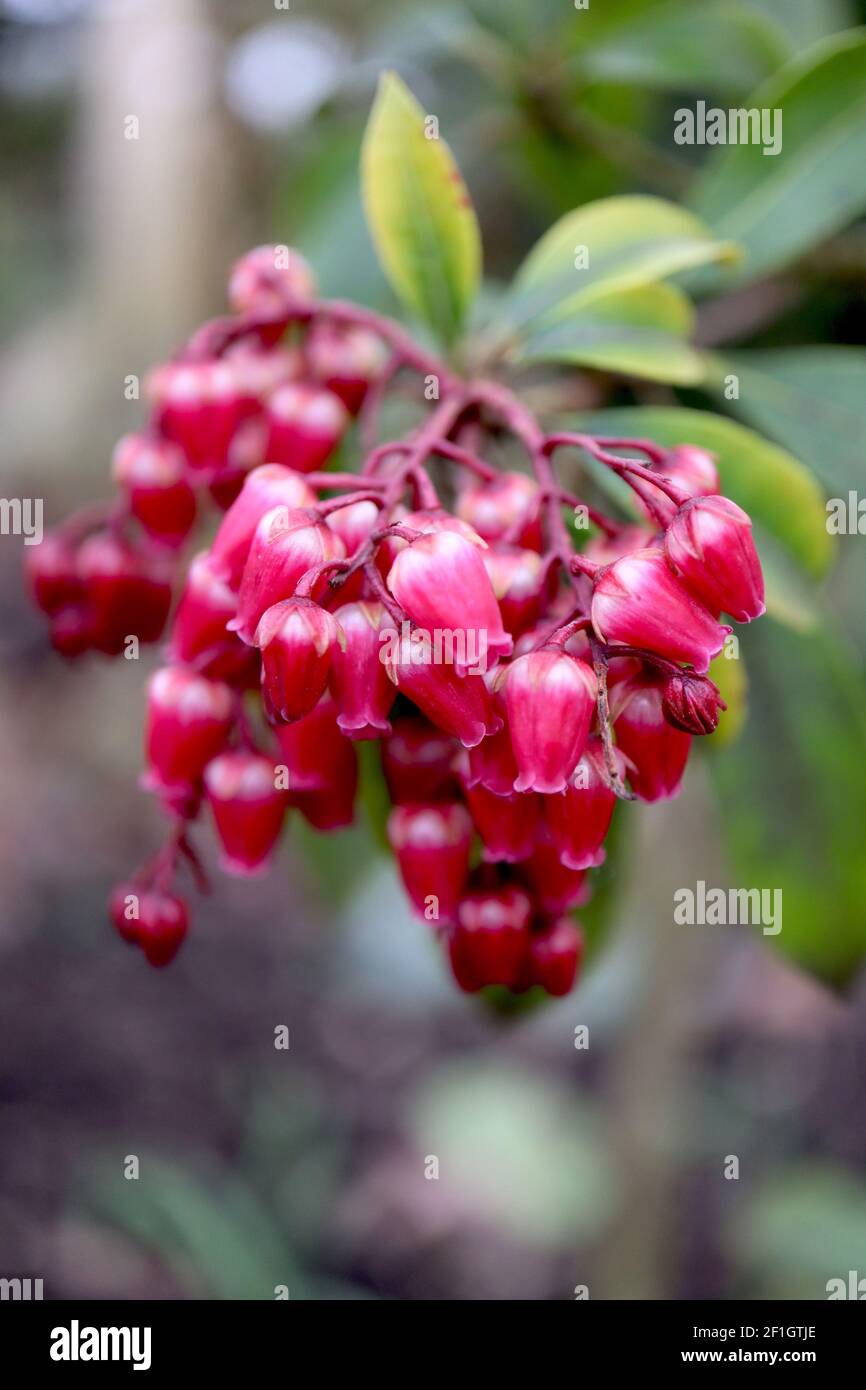 Pieris japonica ‘Passion’ Japanese Andromeda Passion – deep pink and ...