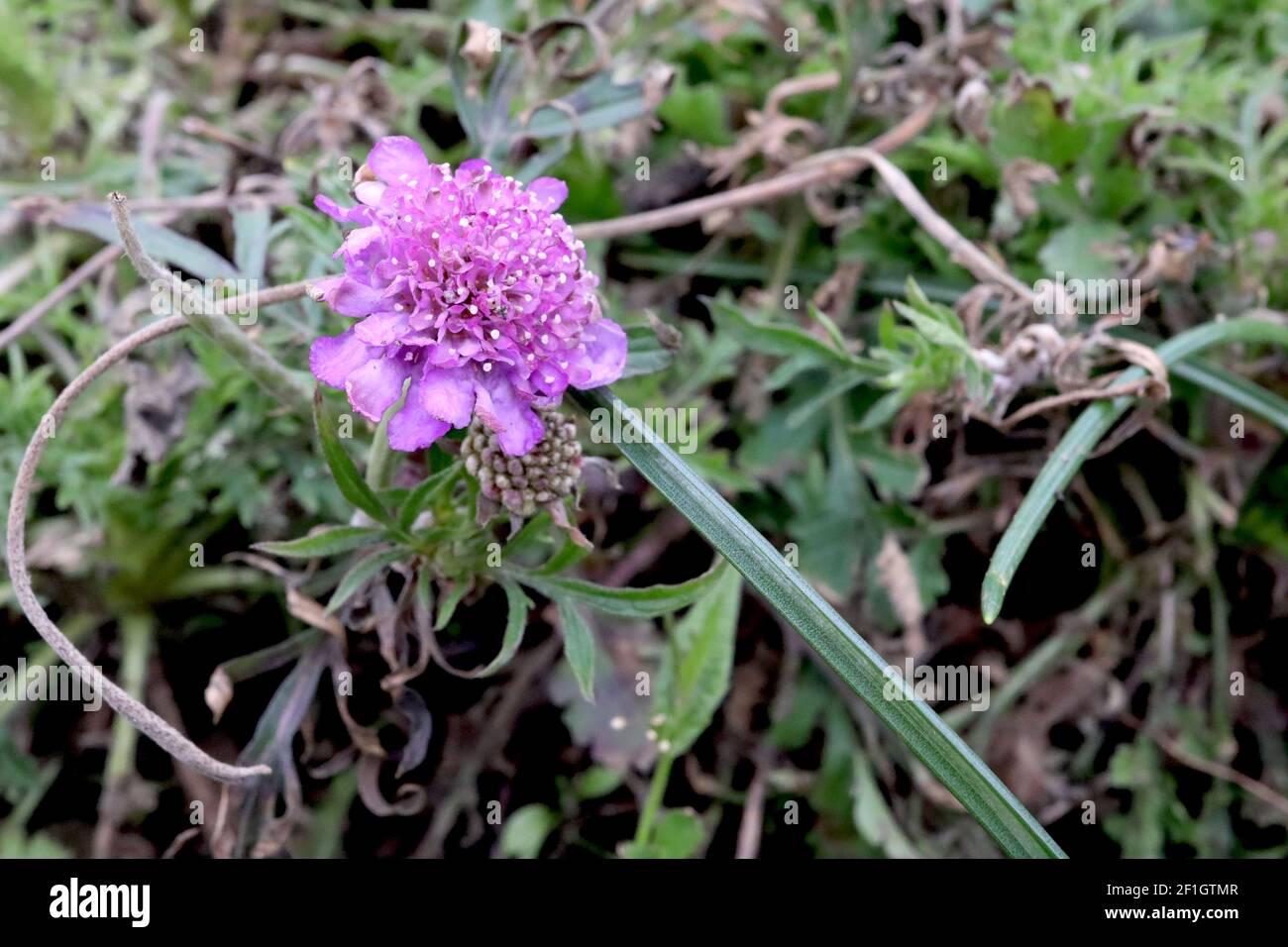 Pincushion flower hi-res stock photography and images - Alamy