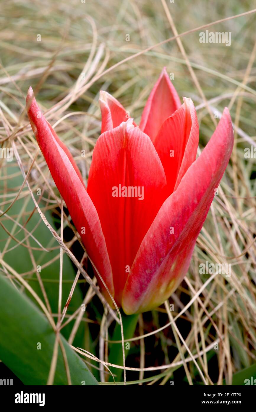 Kaufmanianna tulip scarlet baby hi-res stock photography and images - Alamy