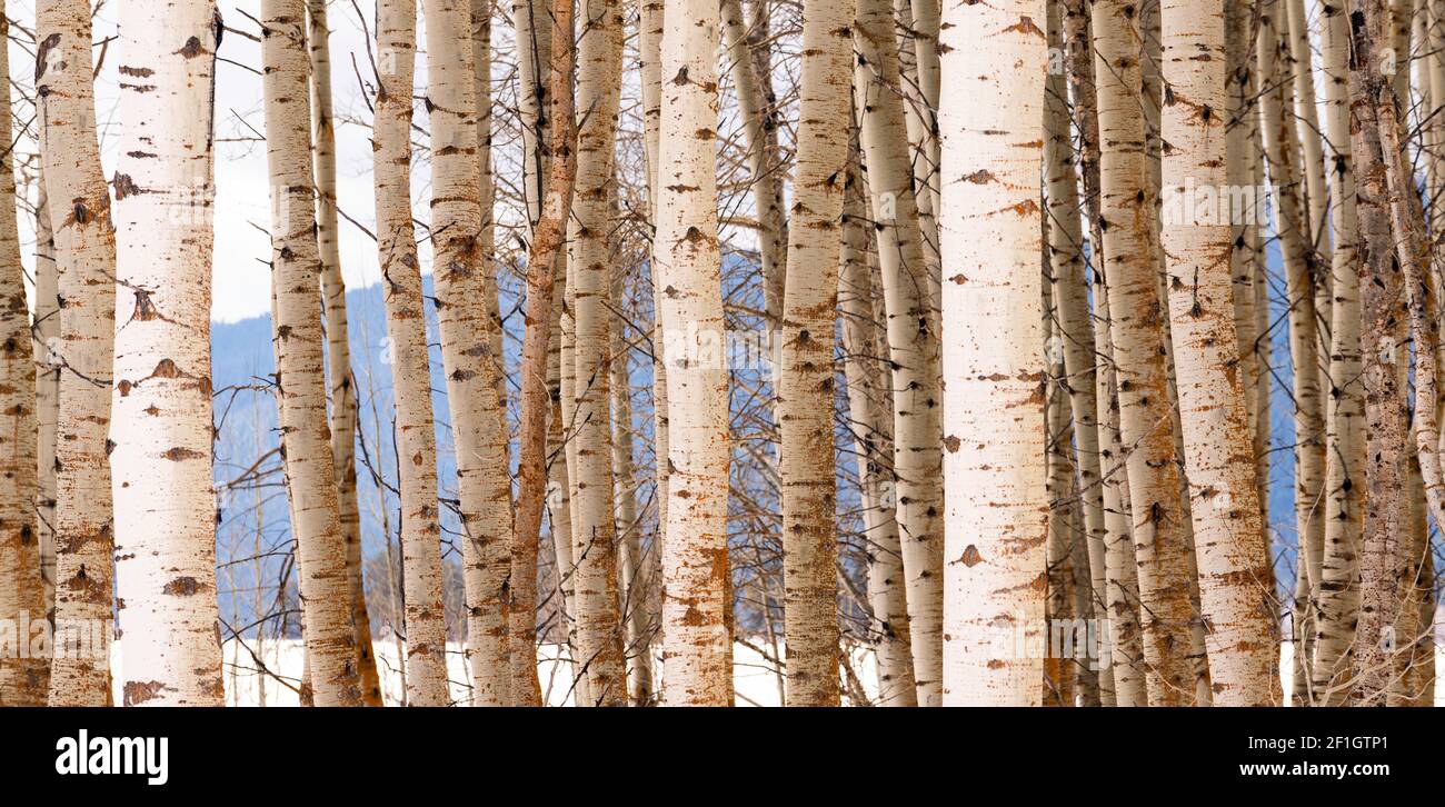 High Contrast Stand of Trees Close up Tree Bark Detail Stock Photo - Alamy