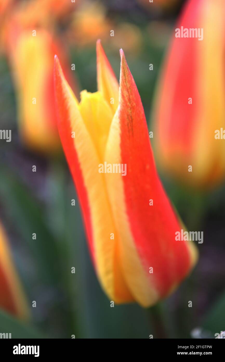 Dwarf tulips hi-res stock photography and images - Alamy