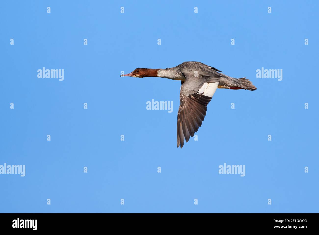 Beautiful female goosander mergus hi-res stock photography and images ...