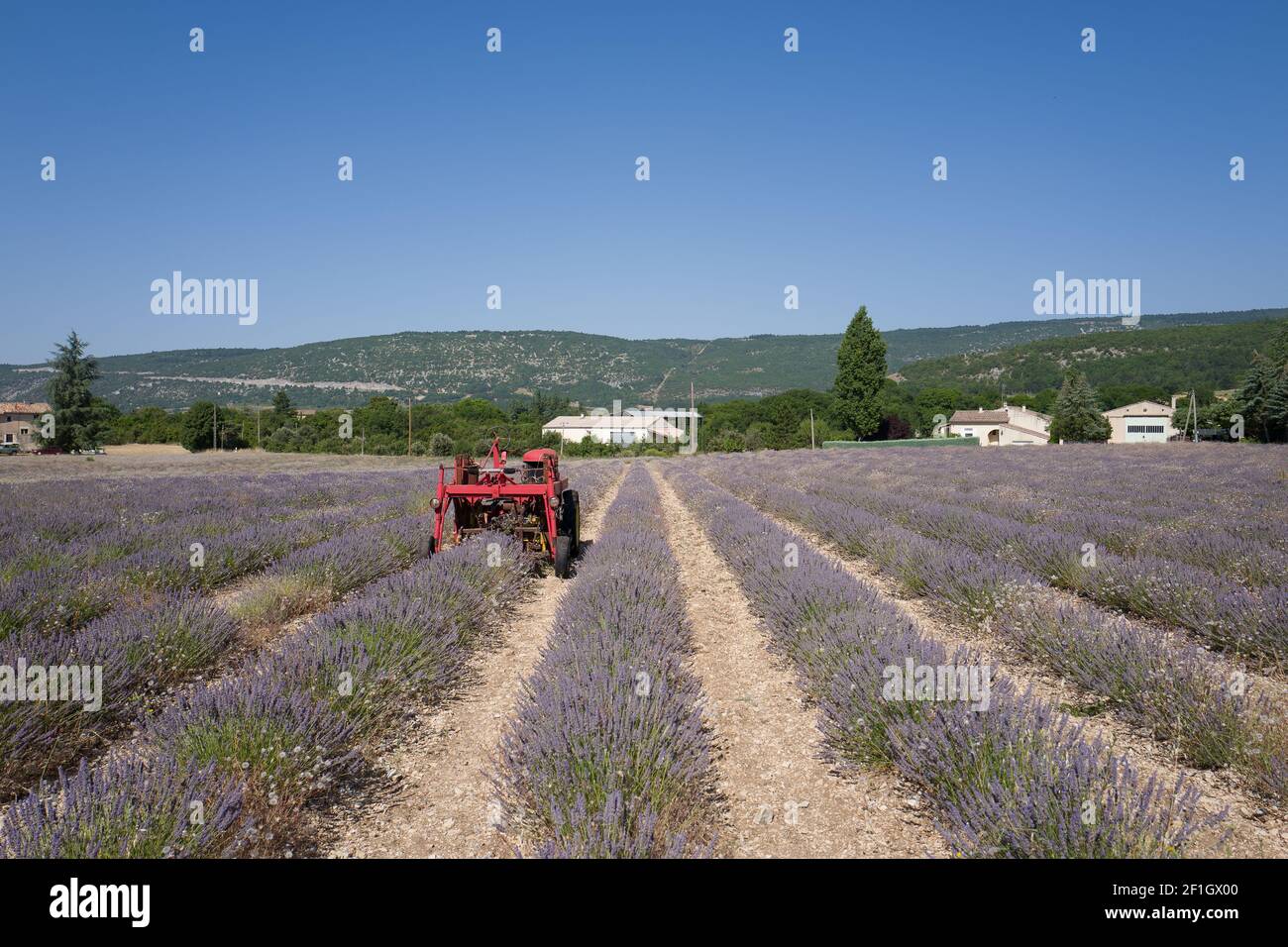 Farm and rows of scented flowers in the lavender fields of the French ...