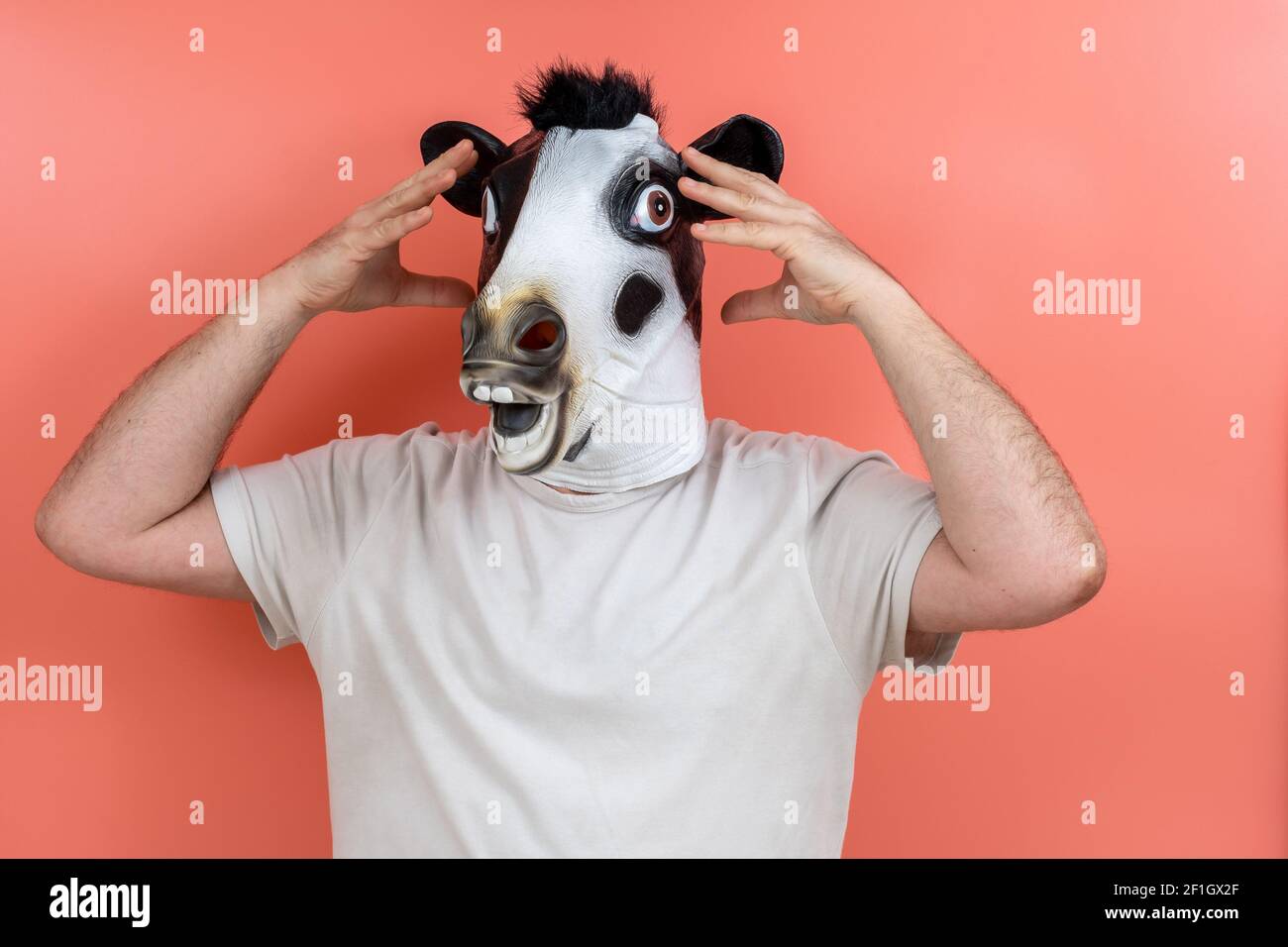 person wearing a cow mask with both hands on the head on a pink ...