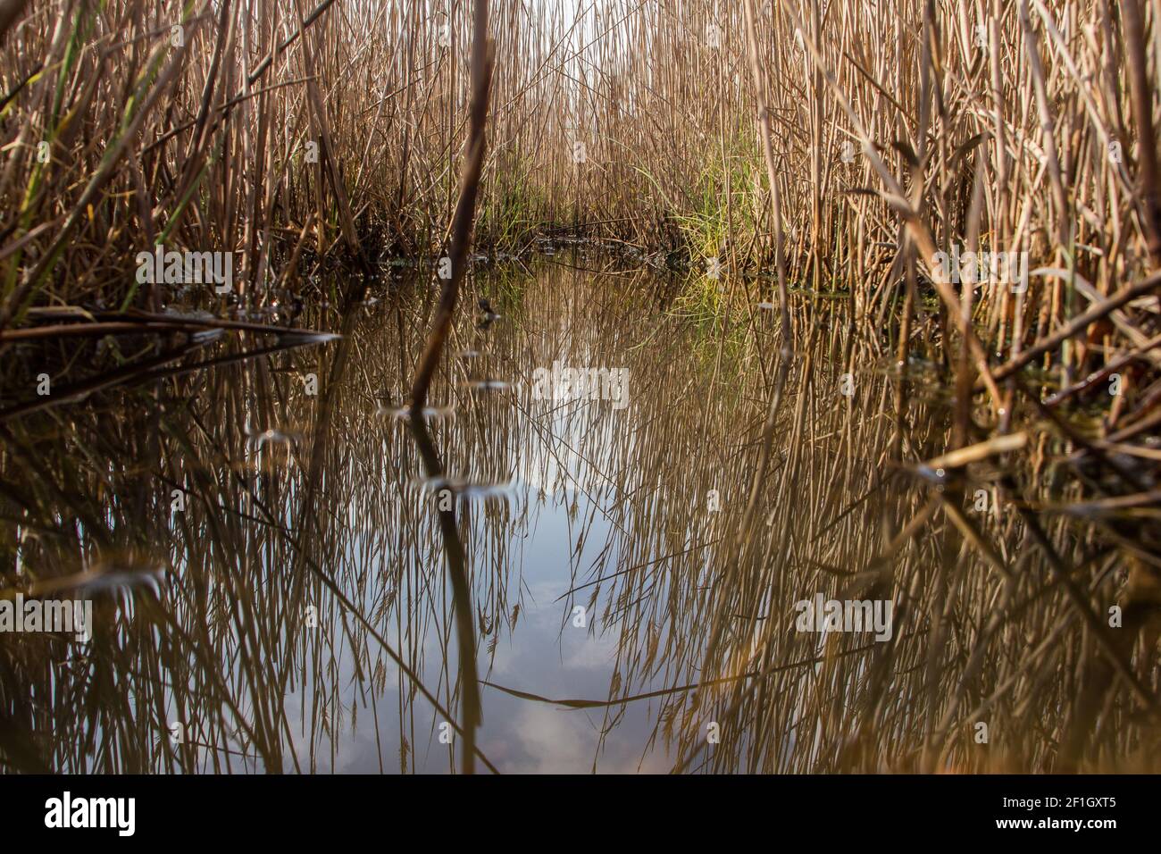 Wild swamp grass seeds hi-res stock photography and images - Alamy