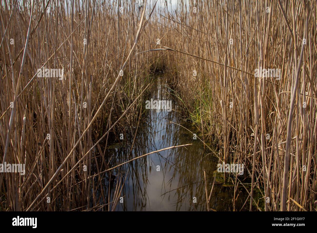 A beautiful view of the reeds in the wetland and the bayou on a gloomy ...