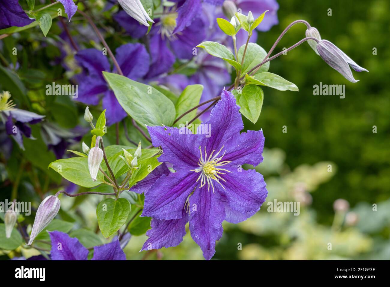 Clematis Voluceau Cluster of purple, pink flowers in summer Stock Photo ...