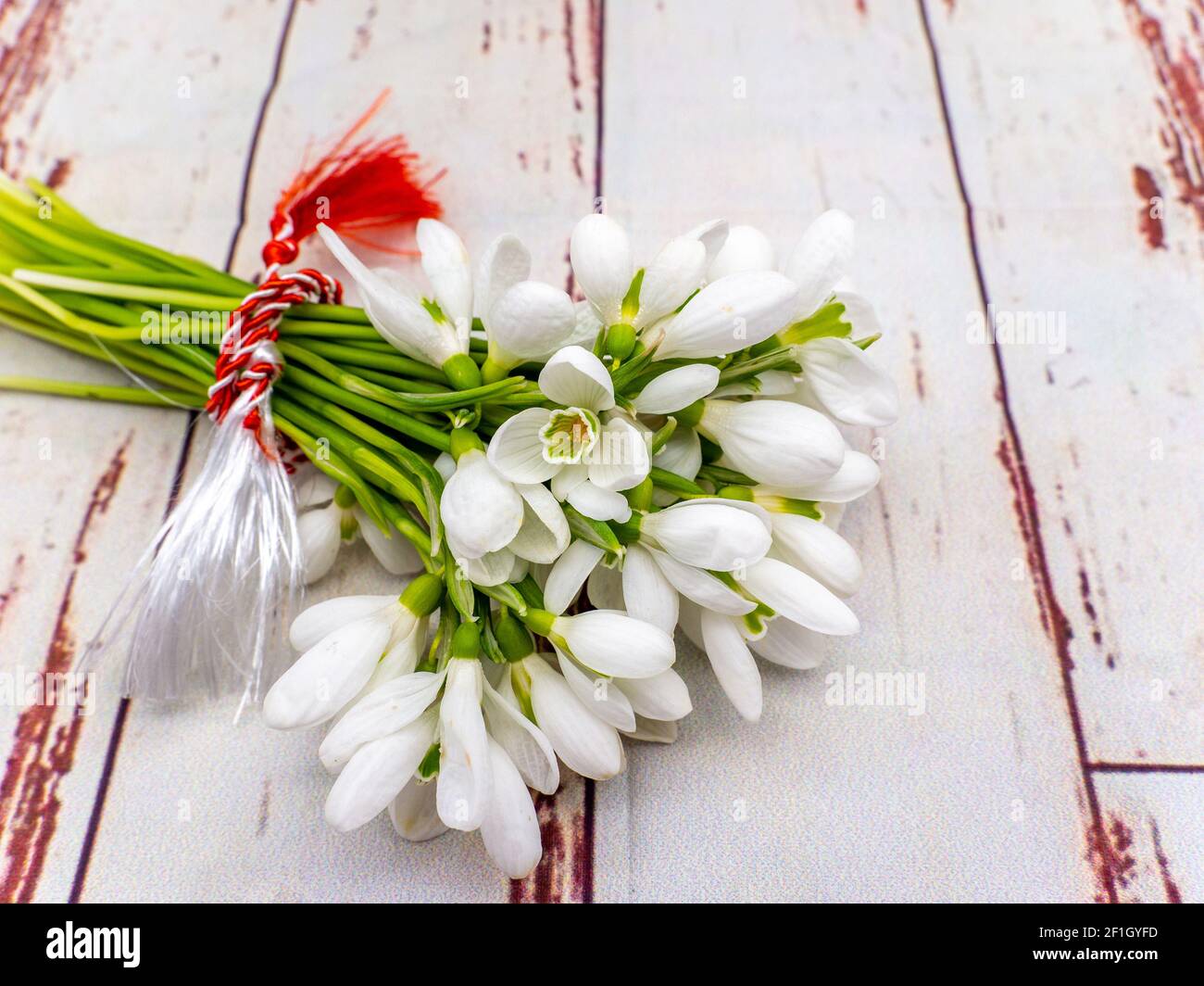 A beautiful view of snowdrops with red and white string, 1st of march ...