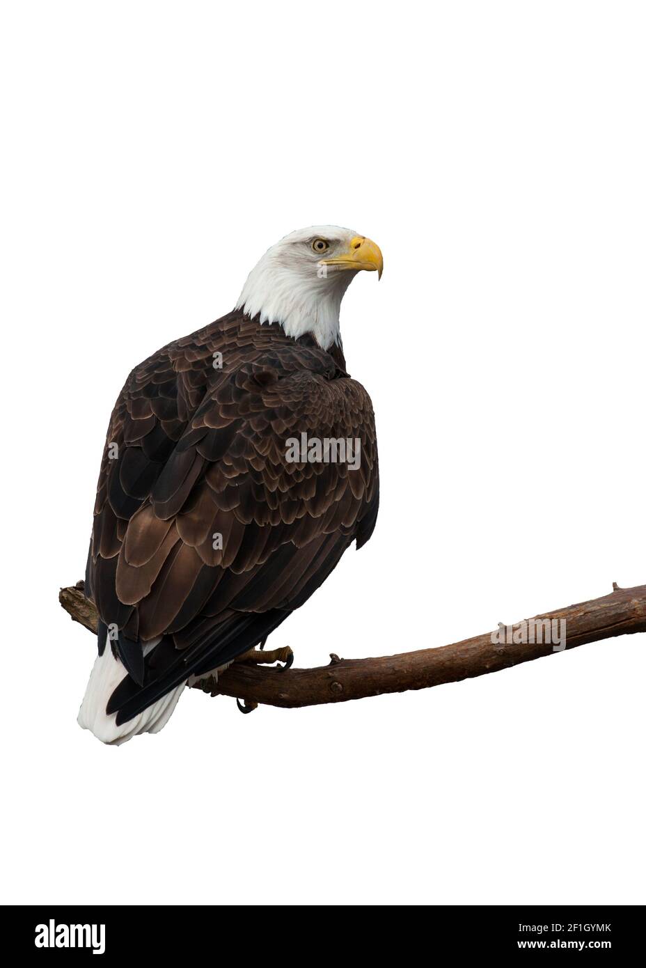 The american bald eagle Cut Out Stock Images & Pictures - Alamy