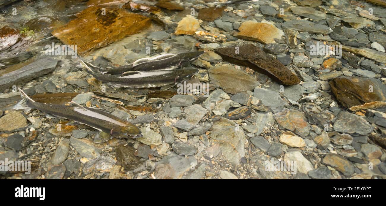 Salmon Swimming up Shallow Stream headed for Spawning Grounds Stock ...