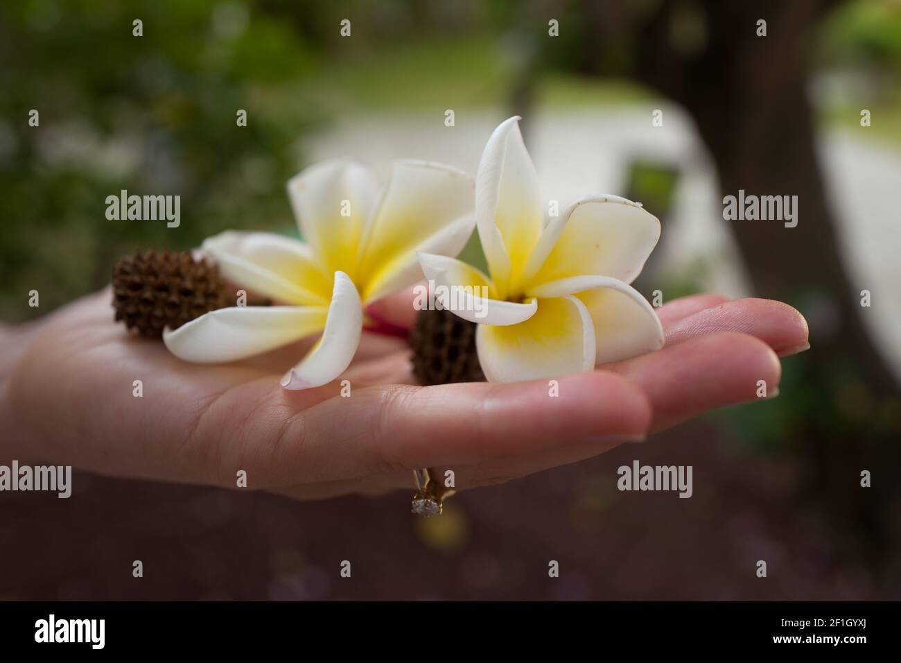 Reunion island tropical flower hi-res stock photography and images - Alamy