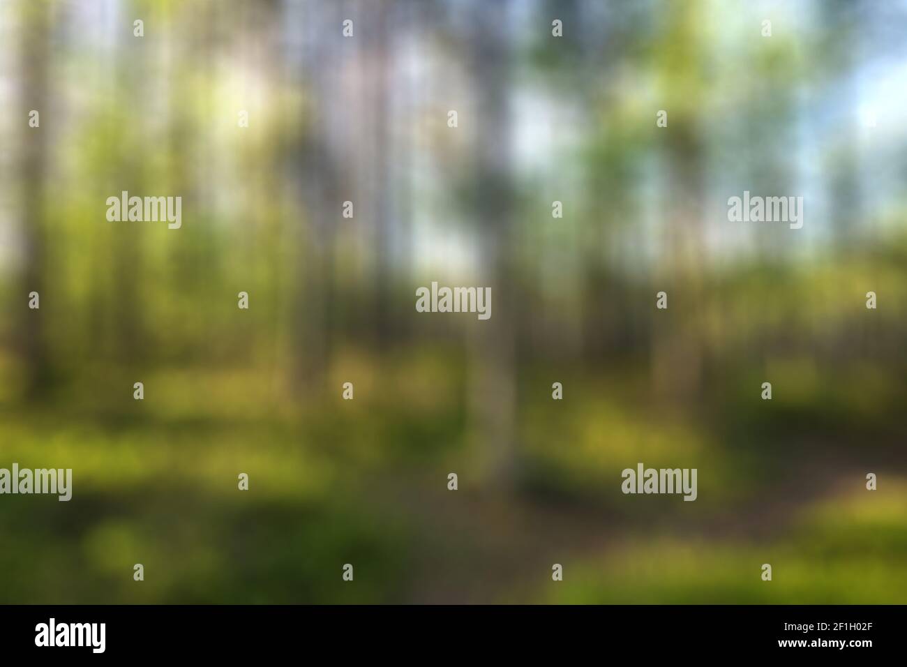 Soft and blurred natural summer forest landscape. High resolution full ...
