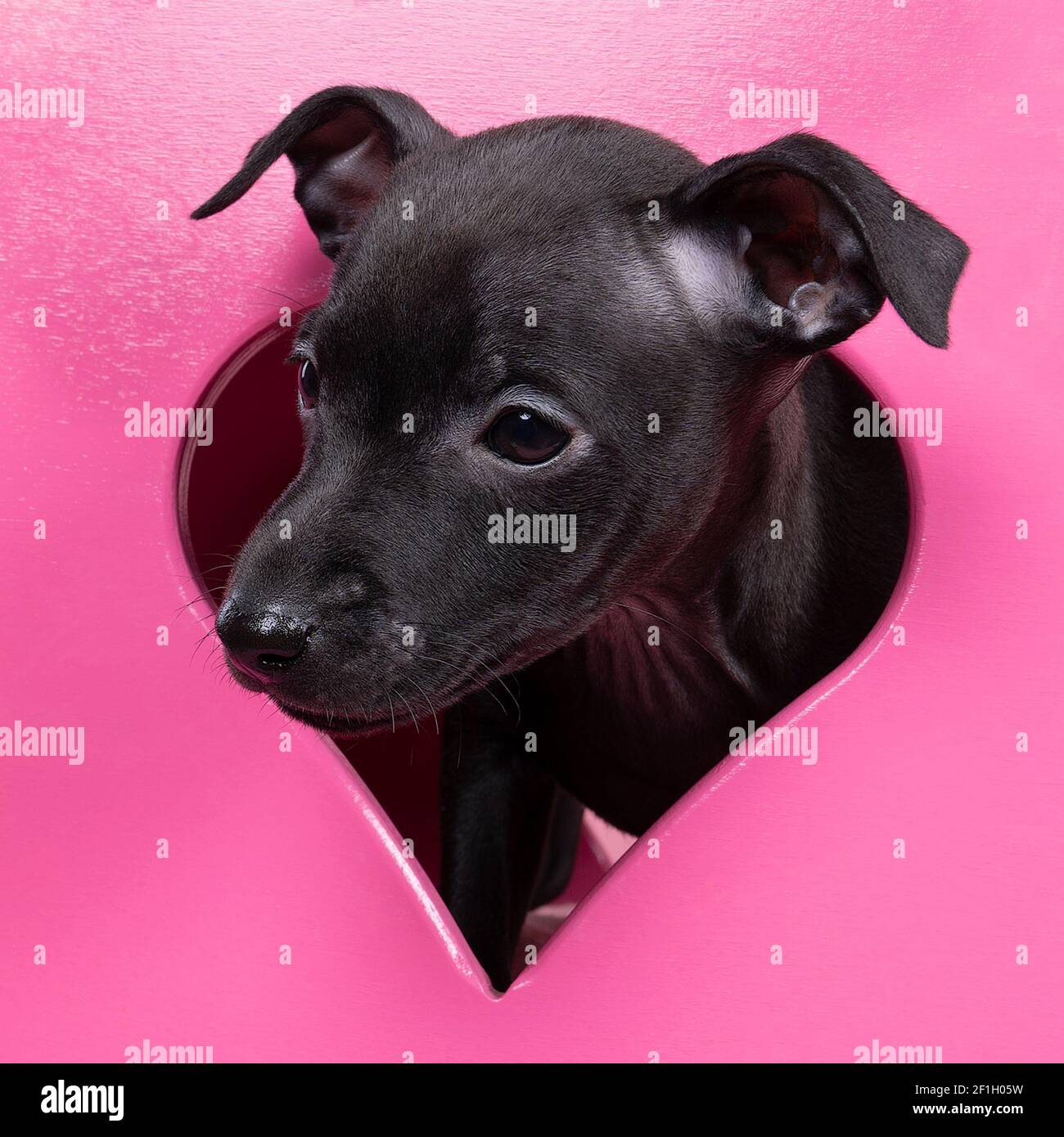 A black Italian greyhound puppy sitting in a pink heart scene symbol ...