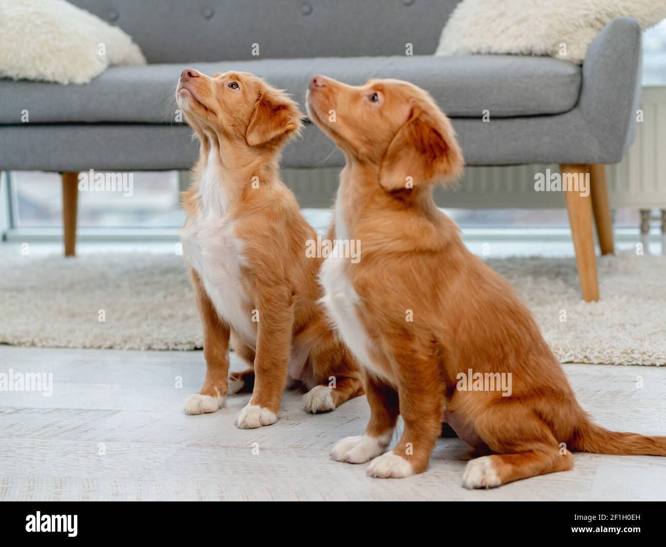 Puppies top view hi-res stock photography and images - Alamy