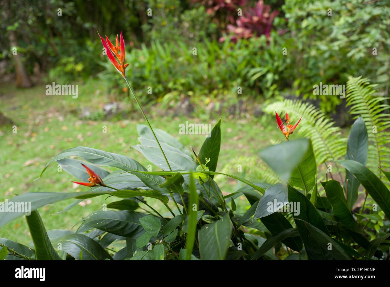 Reunion island tropical flower hi-res stock photography and images - Alamy