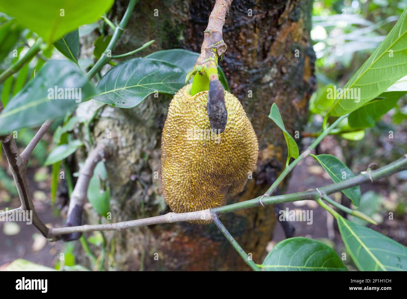 Panama Market Fruit High Resolution Stock Photography and Images - Alamy