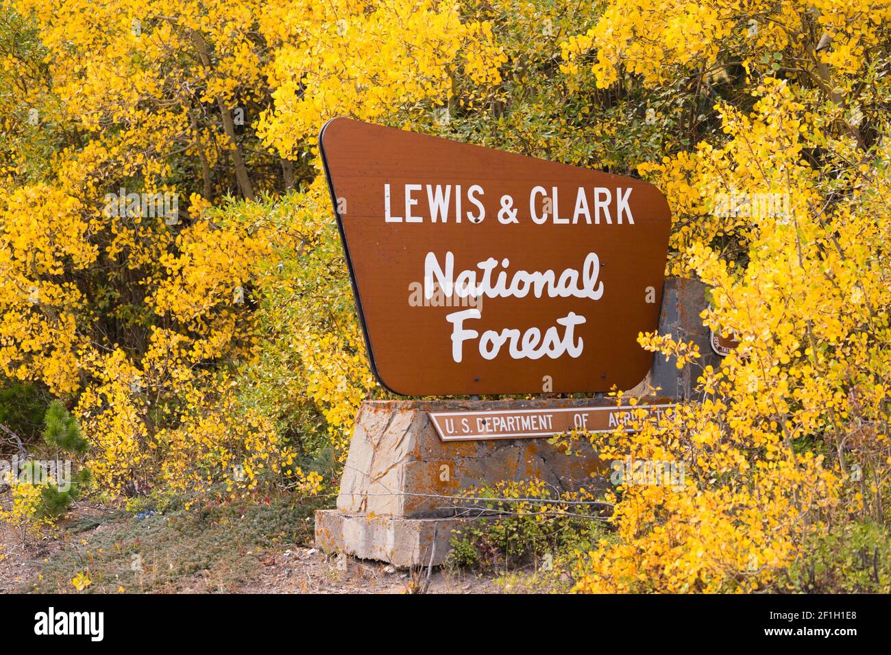 Fall Comes Bringing Yellow Leaves to Lewis & Clark National Forest ...