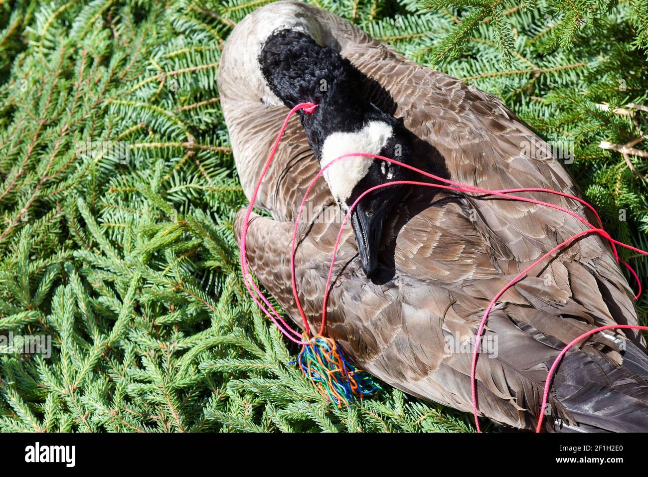 Dead geese hi-res stock photography and images - Alamy