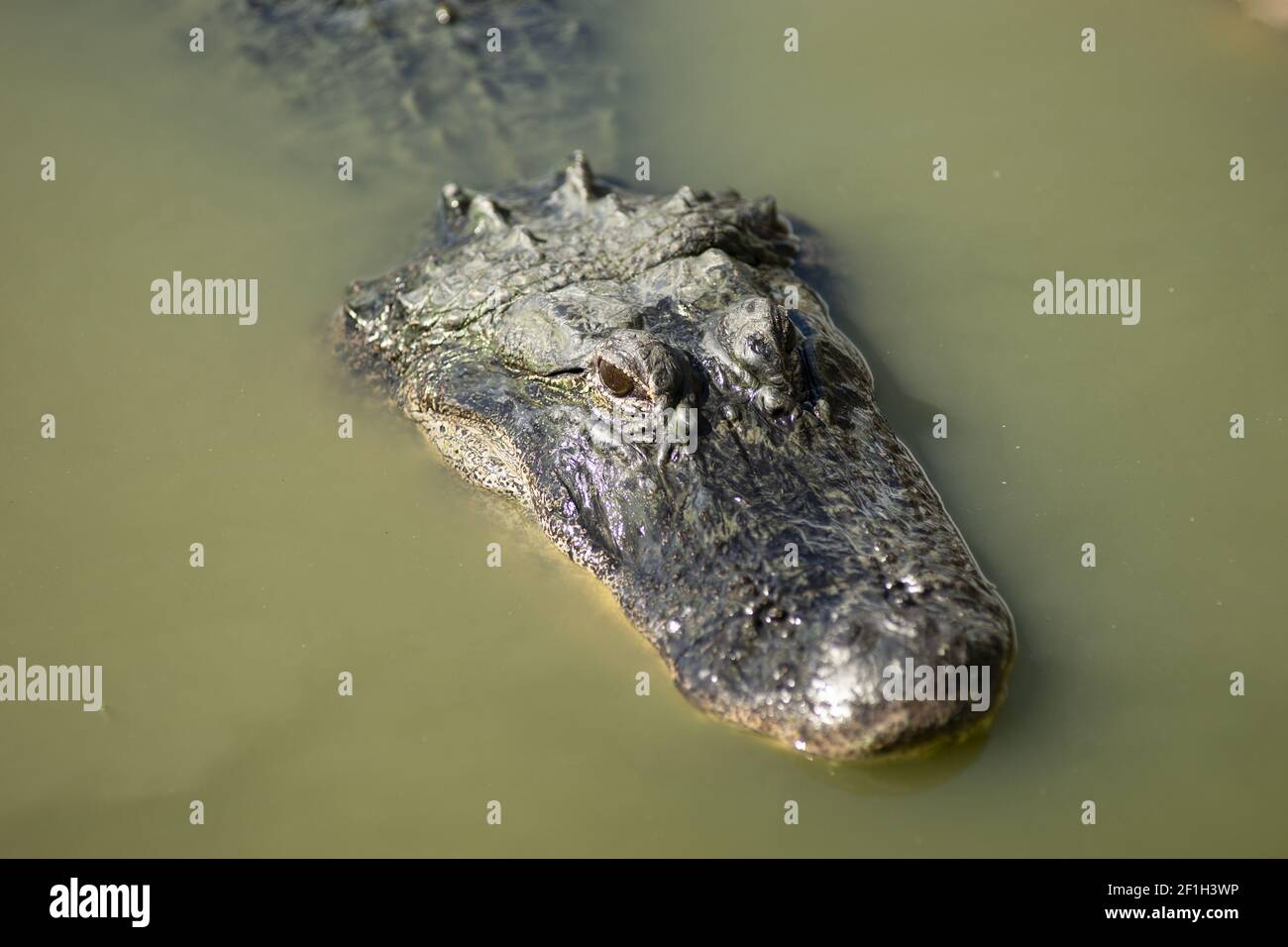 Swamp alligator hi-res stock photography and images - Alamy