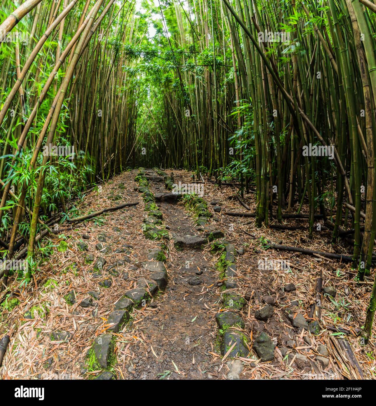 Maui forest hi-res stock photography and images - Alamy