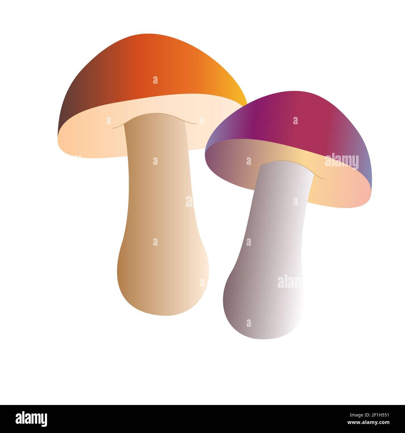 Mushrooms vector illustrations Stock Photo - Alamy