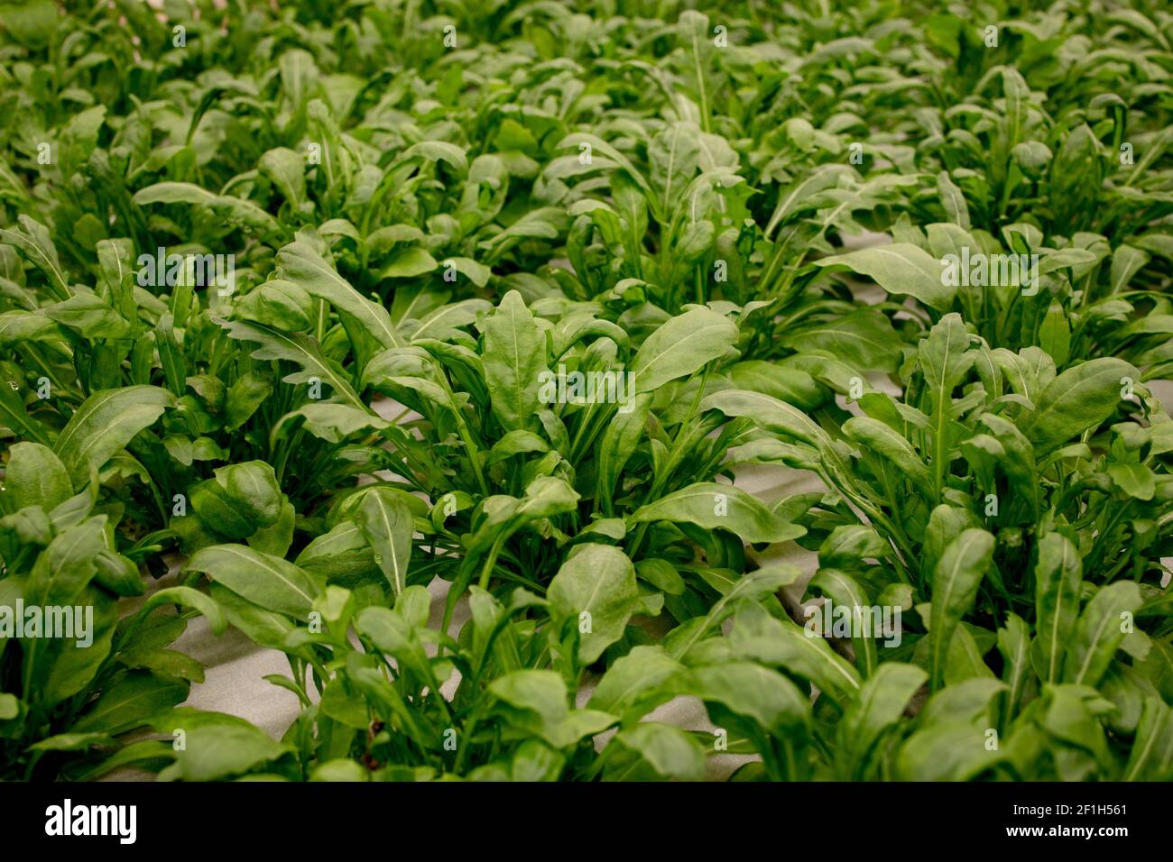 Fresh arugula leaves, close up. Lettuce salad plant, hydroponic ...