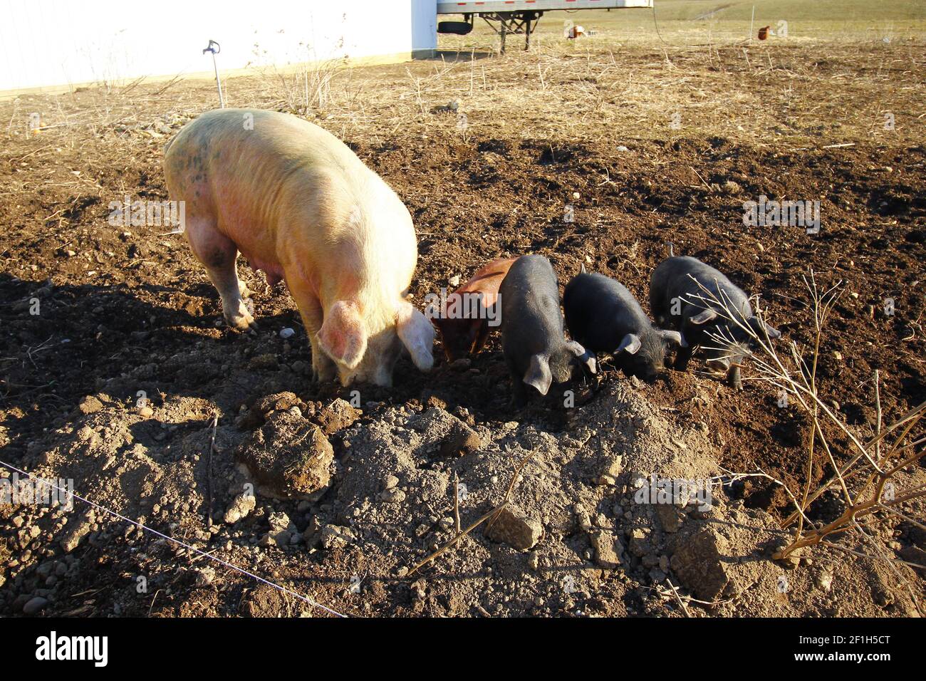 Pig Sow and Piglets Stock Photo - Alamy