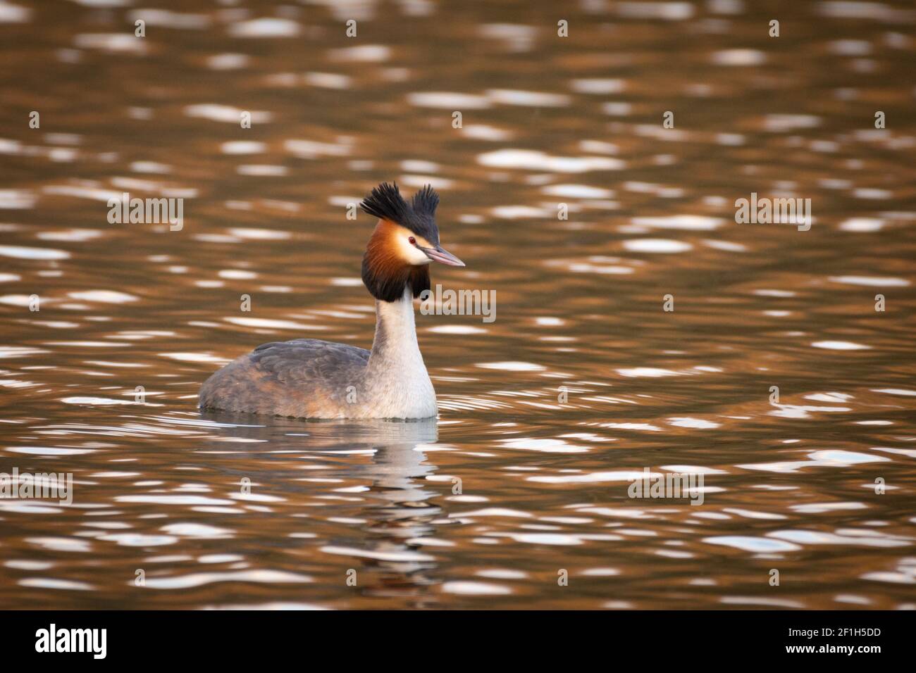 Great Crested Grebe (Podiceps Cristatus) showing breeding plumage on ...