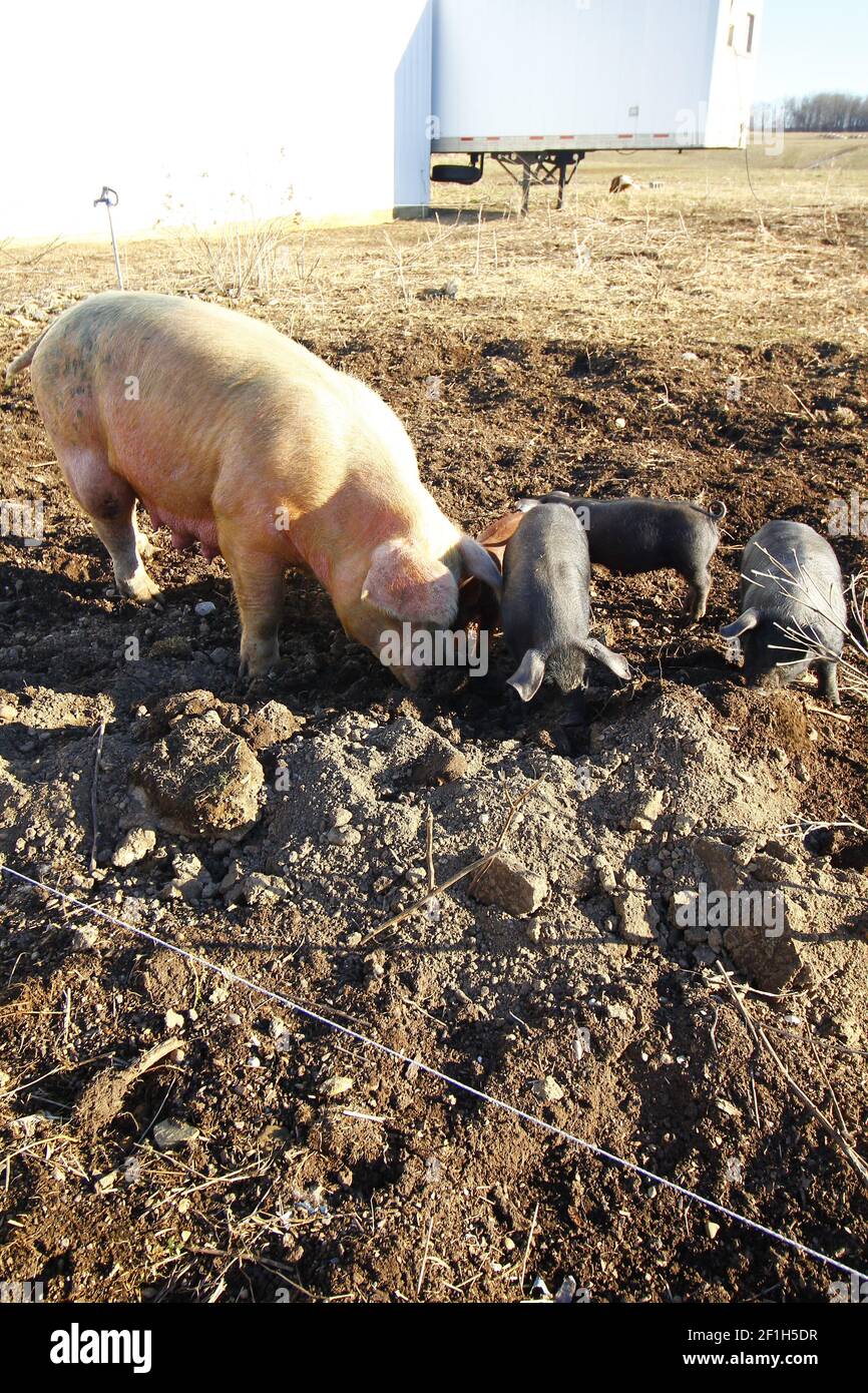 Pig Sow and Piglets Stock Photo - Alamy