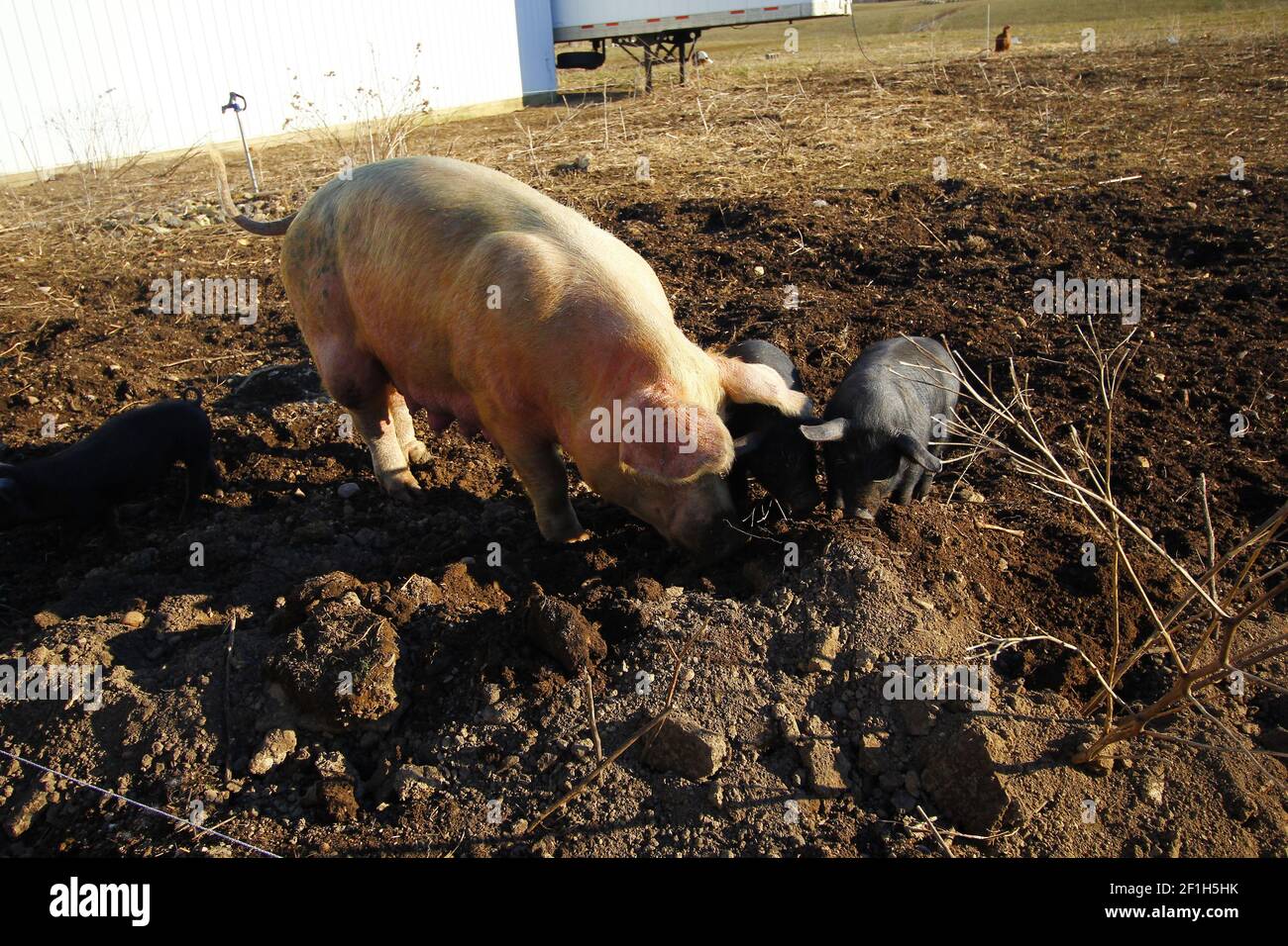 Pig Sow and Piglets Stock Photo - Alamy