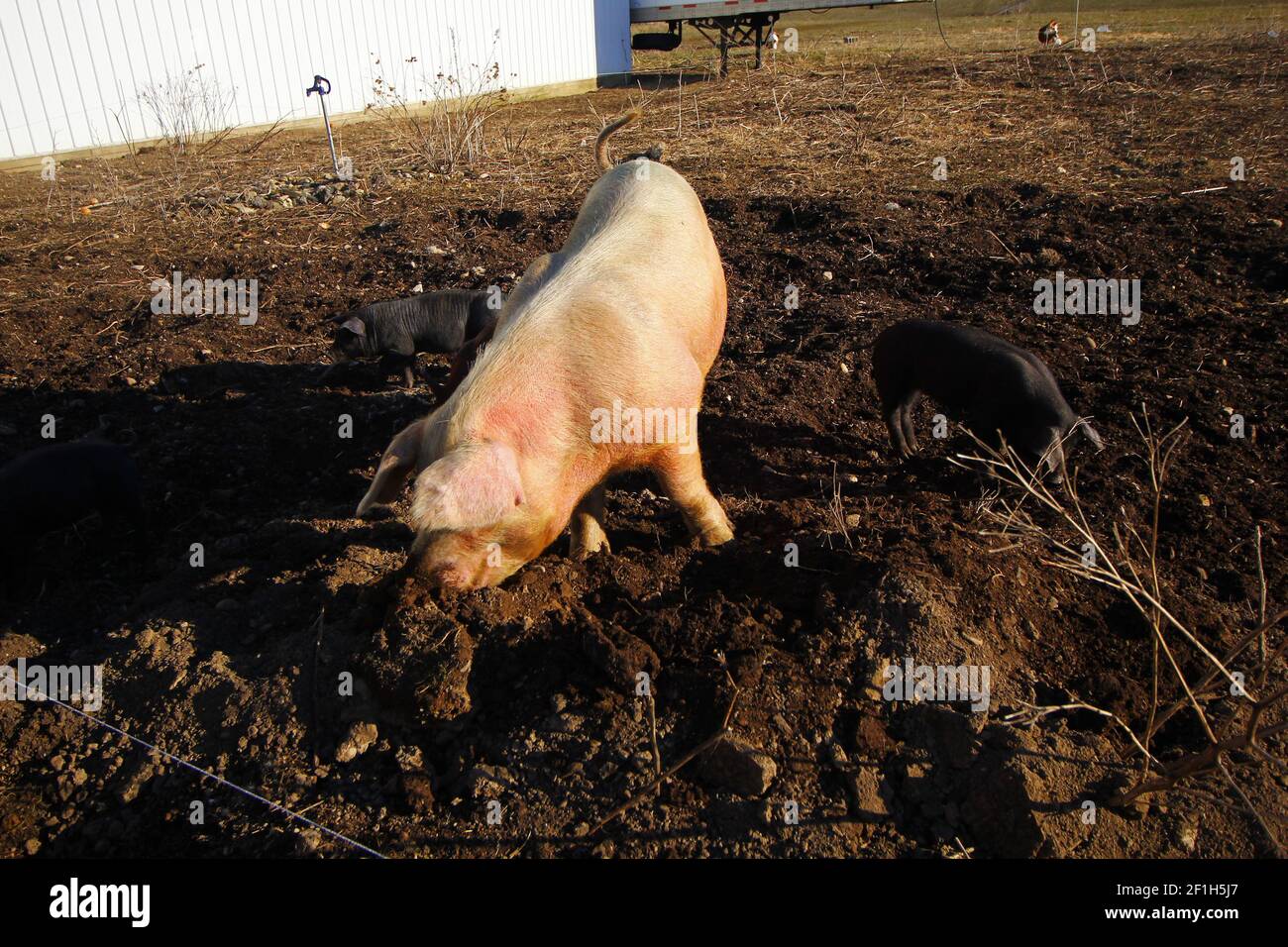 Pig Sow and Piglets Stock Photo - Alamy