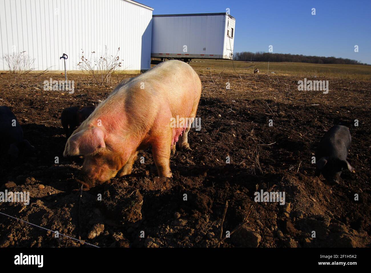 Pig Sow and Piglets Stock Photo - Alamy