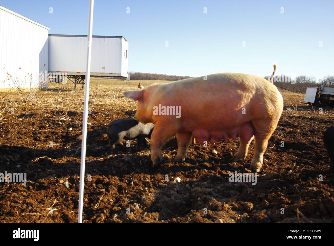 Pig Sow and Piglets Stock Photo - Alamy