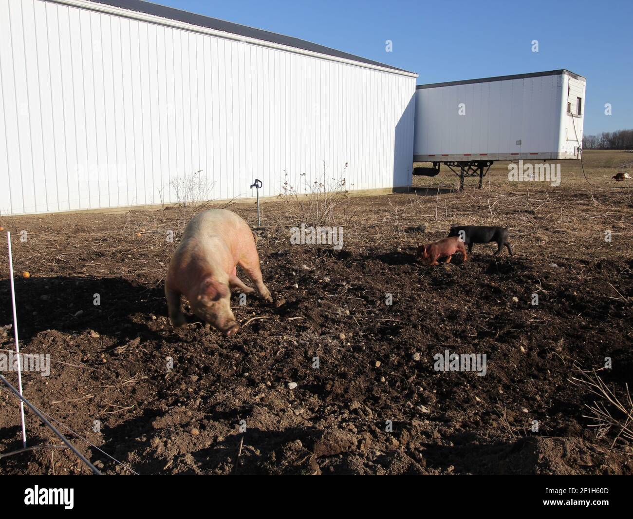Pig Sow and Piglets Stock Photo - Alamy