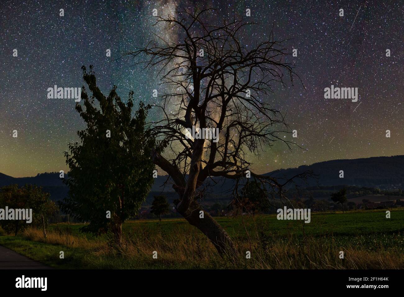 Half dried tree hi-res stock photography and images - Alamy