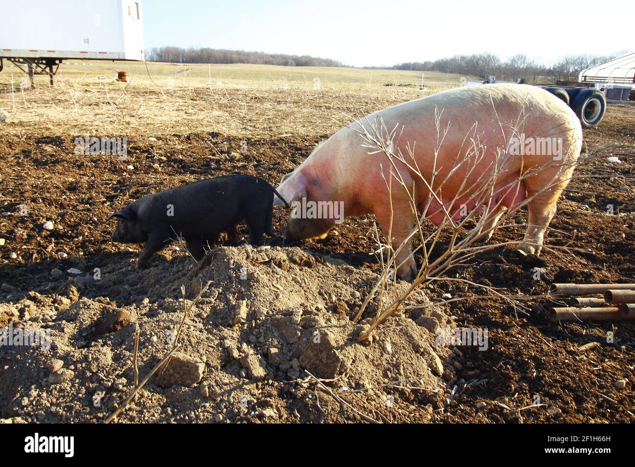 Pig Sow and Piglets Stock Photo - Alamy