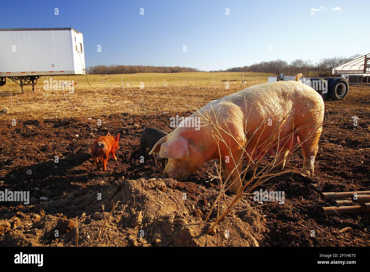 Pig Sow and Piglets Stock Photo - Alamy