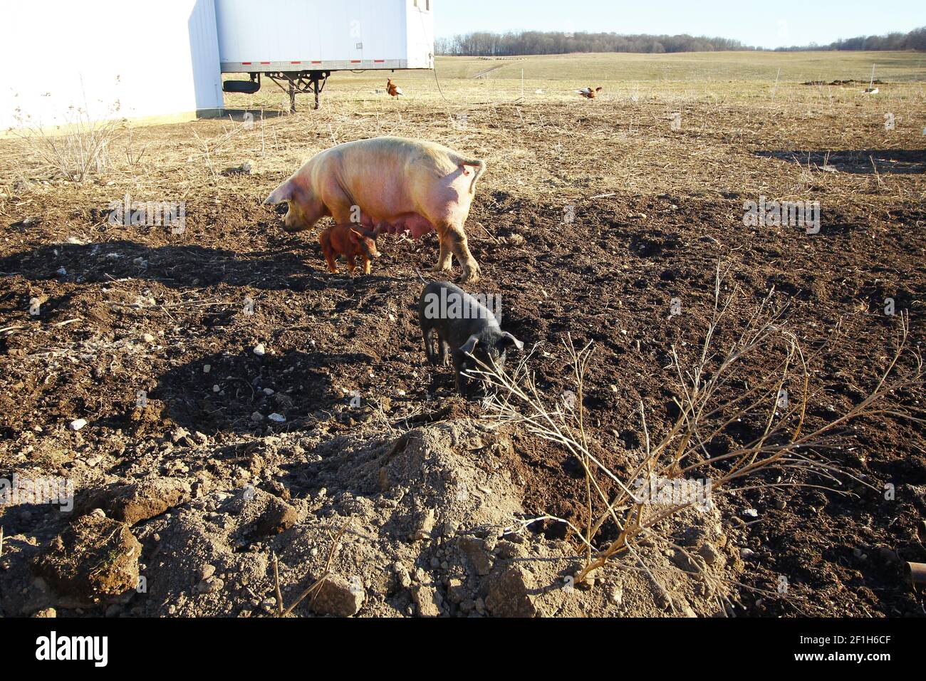Pig Sow and Piglets Stock Photo - Alamy
