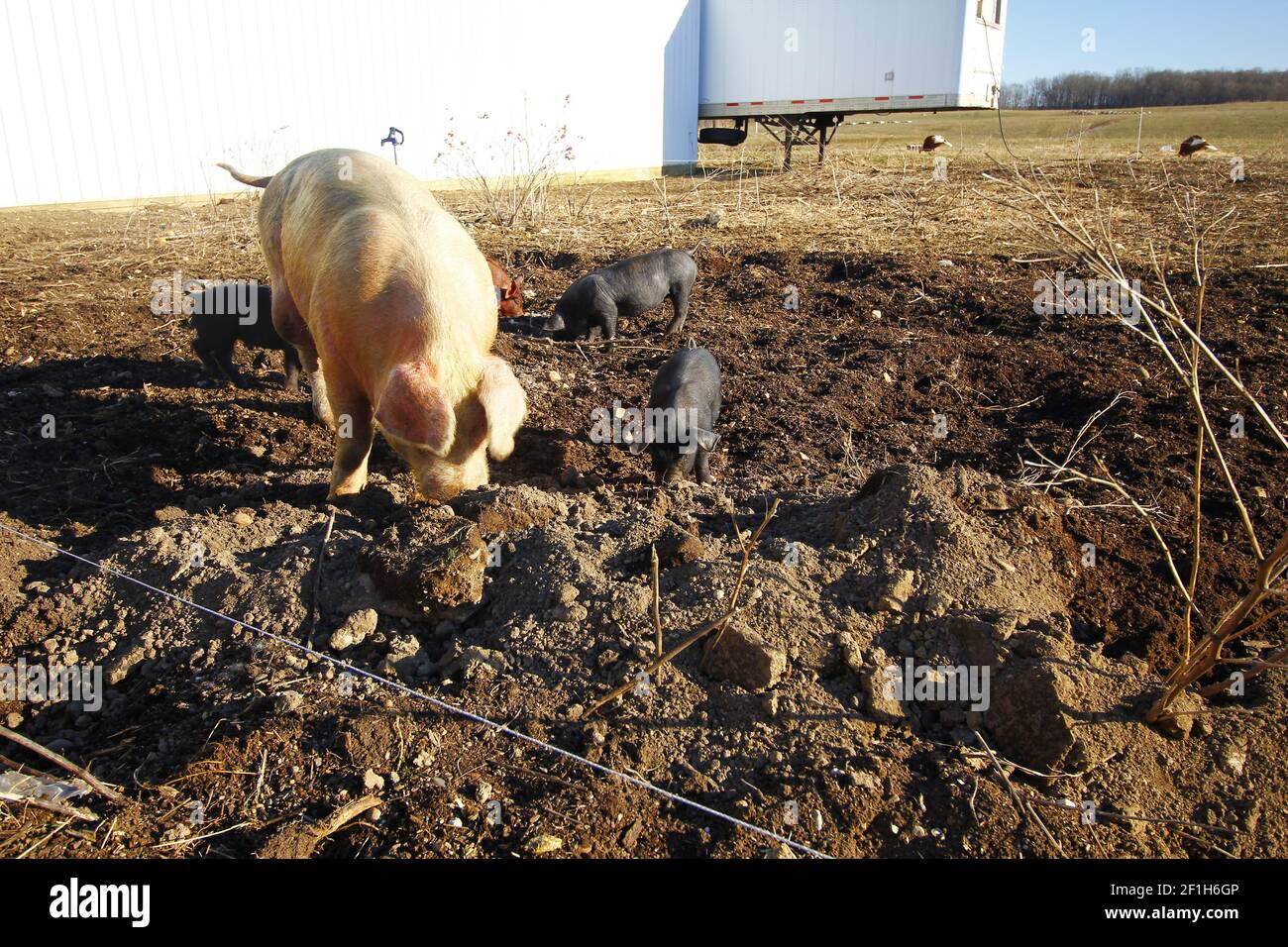 Pig Sow and Piglets Stock Photo - Alamy