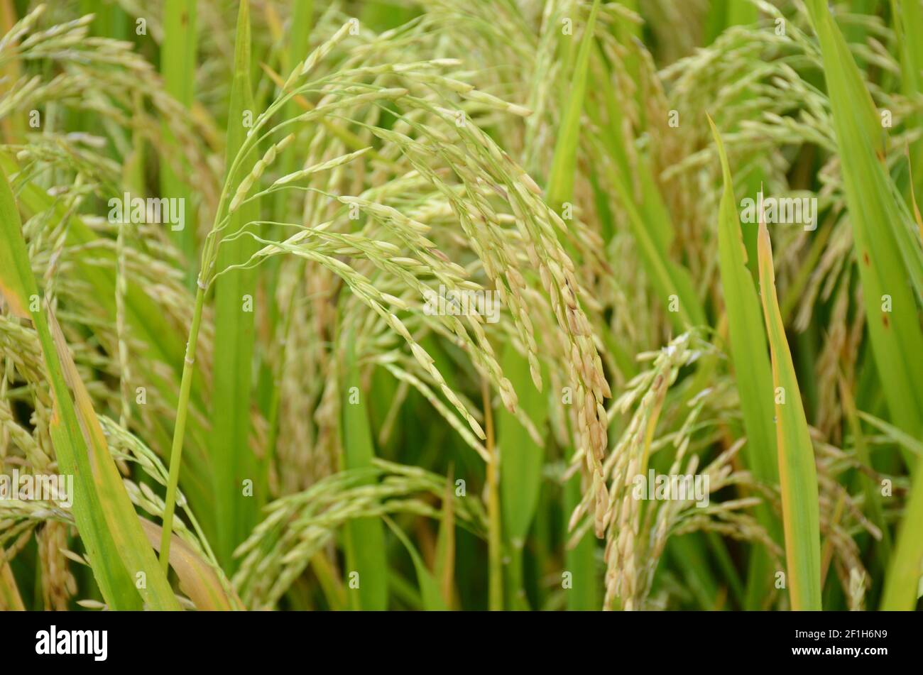 A closeupshot of a green paddy rice plant growing in the field Stock ...