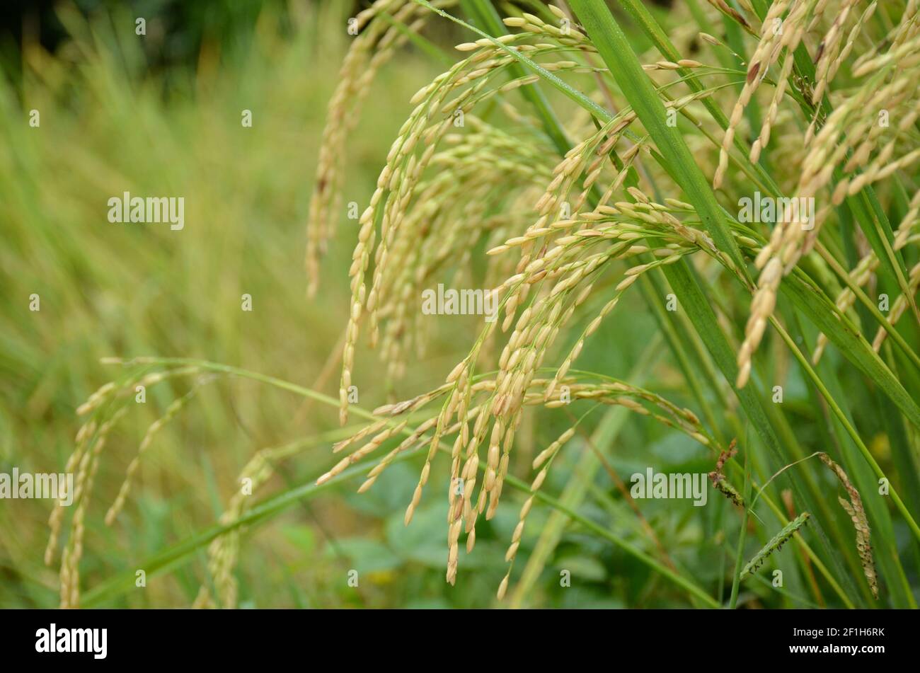 Immature rice hi-res stock photography and images - Alamy