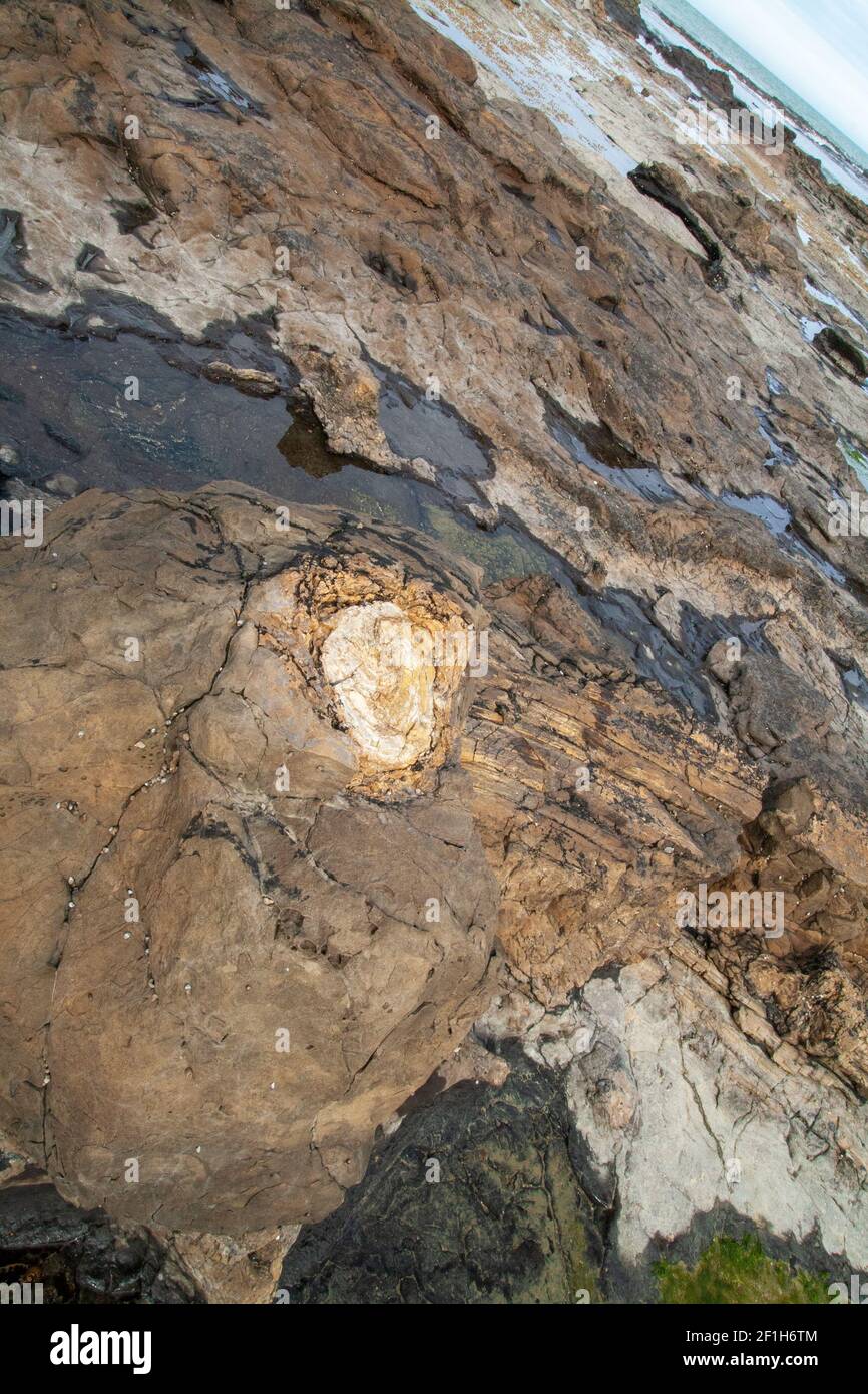 Jurrasic era tree hi-res stock photography and images - Alamy